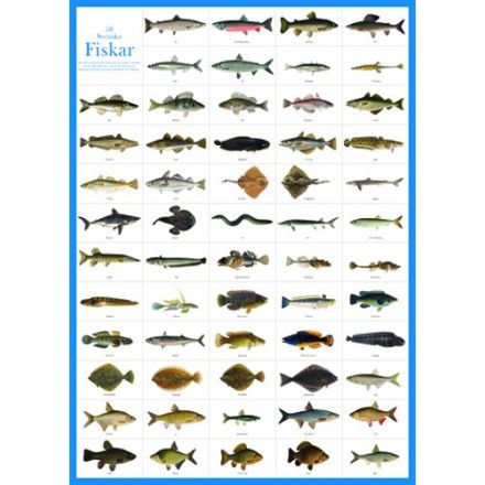 Vart ska du gå min lilla flick